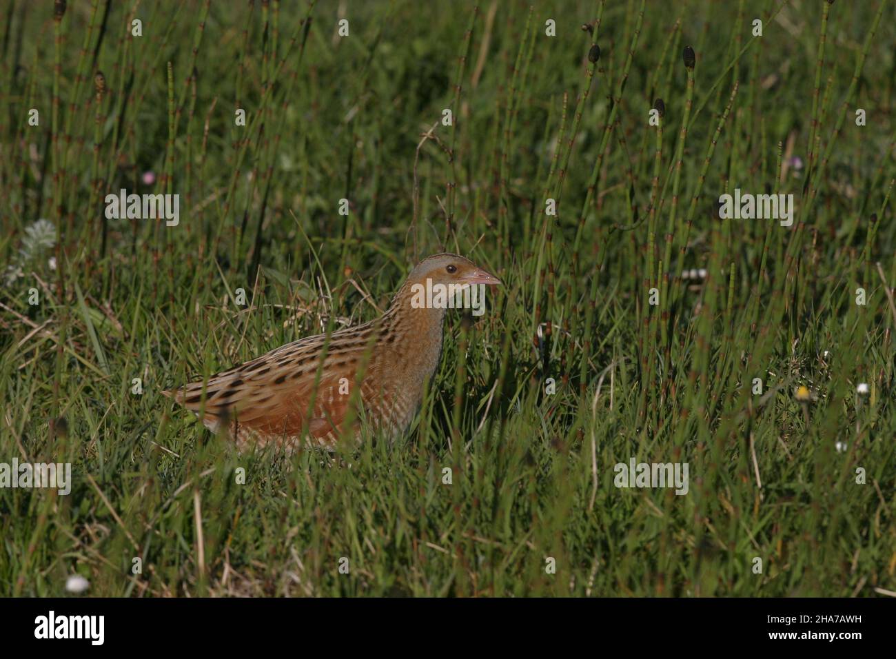 Most images of corncrake in Scotland are taken early in Spring, before ...