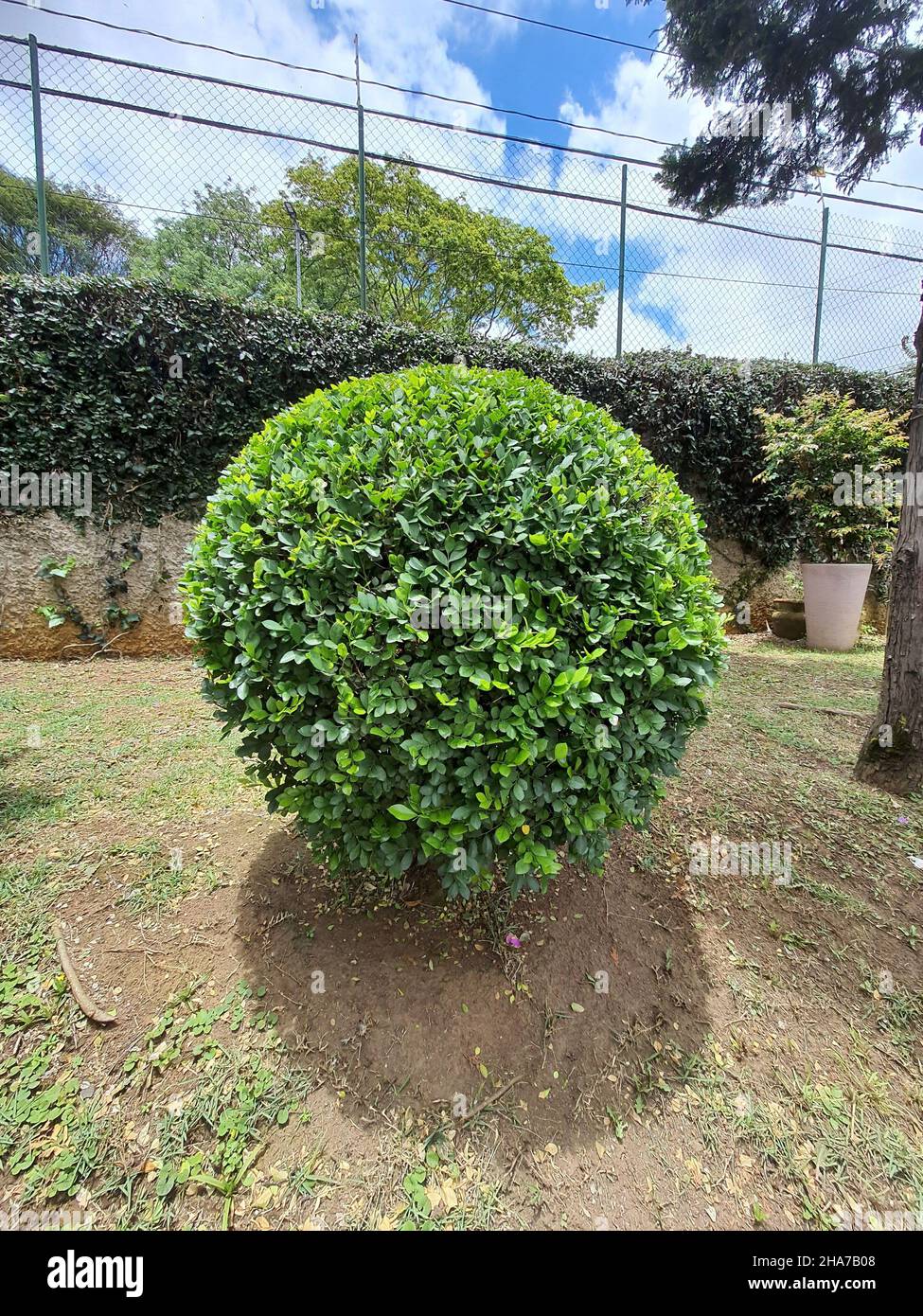 Cut into spheres from a small tree Stock Photo - Alamy