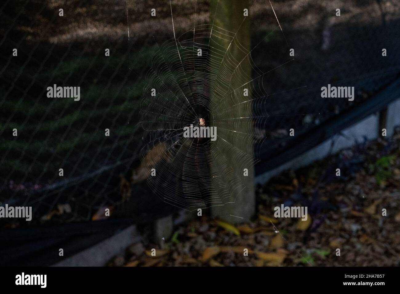 Small creepy spider crawling on a web outdoors Stock Photo - Alamy