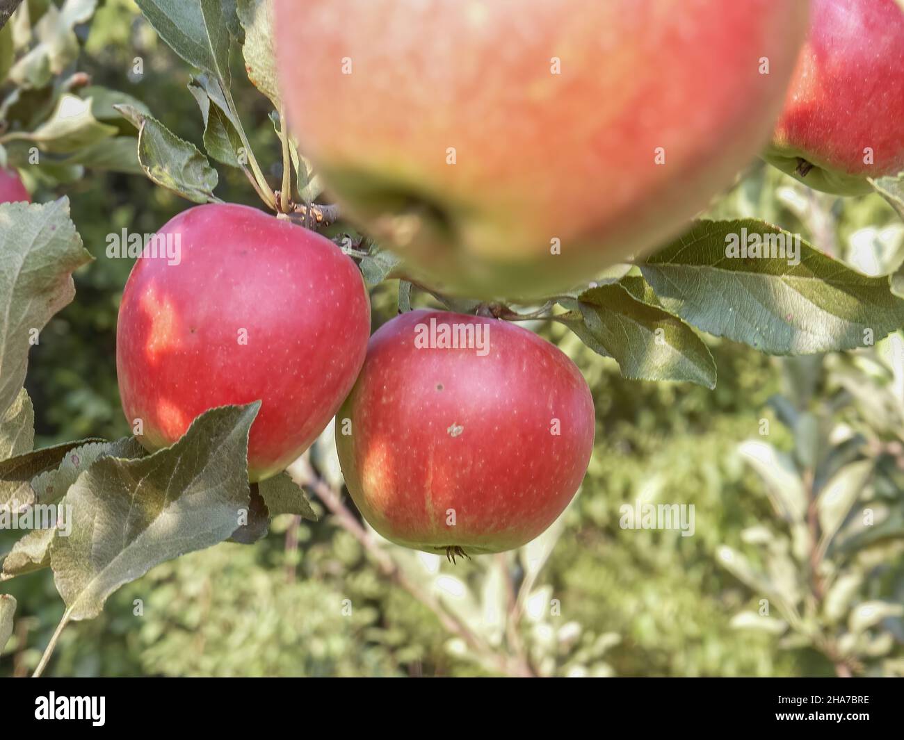Red apples, fruits among the leaves on a branch, polish orchards ...