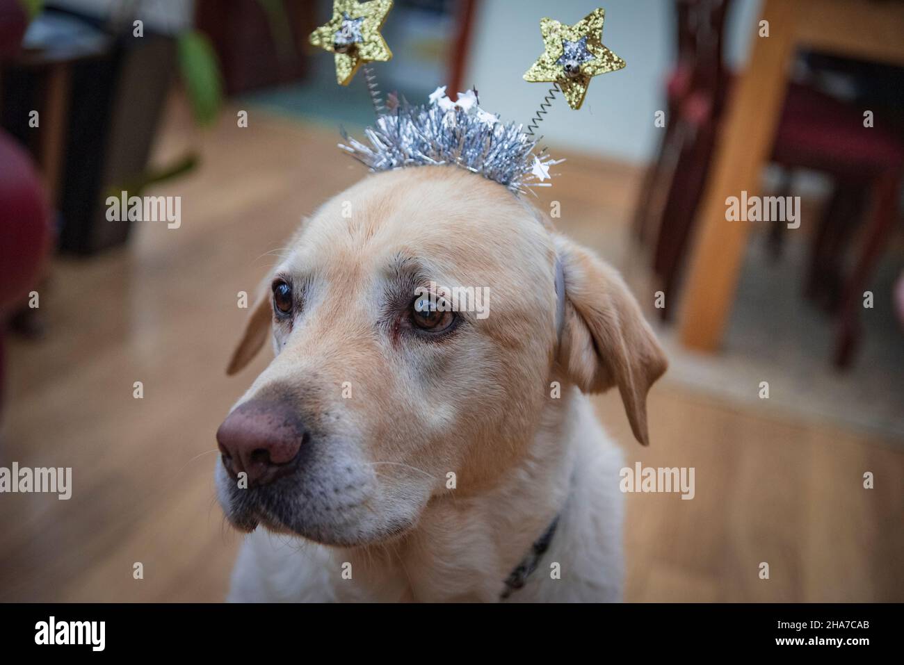 Golden labrador wearing christmas style deely boppers Stock Photo - Alamy