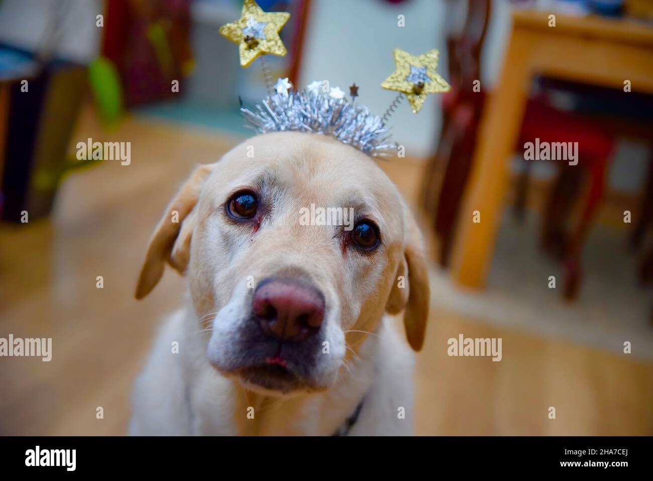 Golden labrador wearing christmas style deely boppers Stock Photo - Alamy
