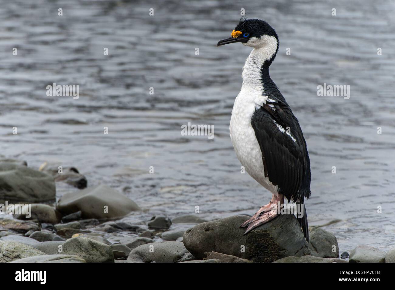 South georgia shag shag rocks hi-res stock photography and images - Alamy
