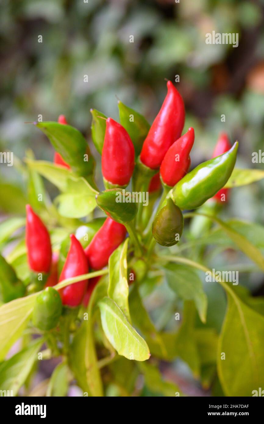 Small plant of red chillies from Calabria Stock Photo - Alamy