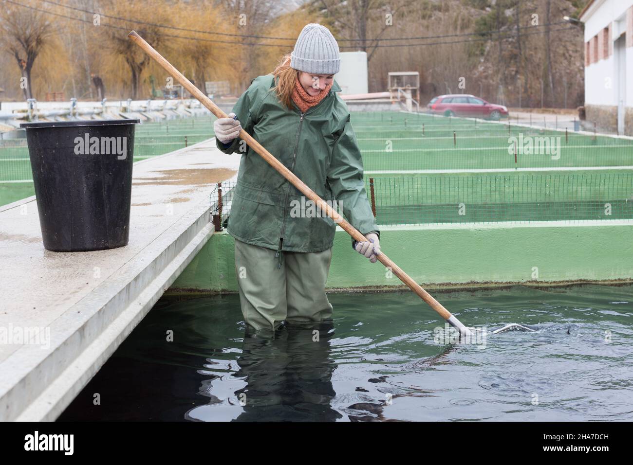 Female worker standing in water catching fish from reservoir with hoop ...