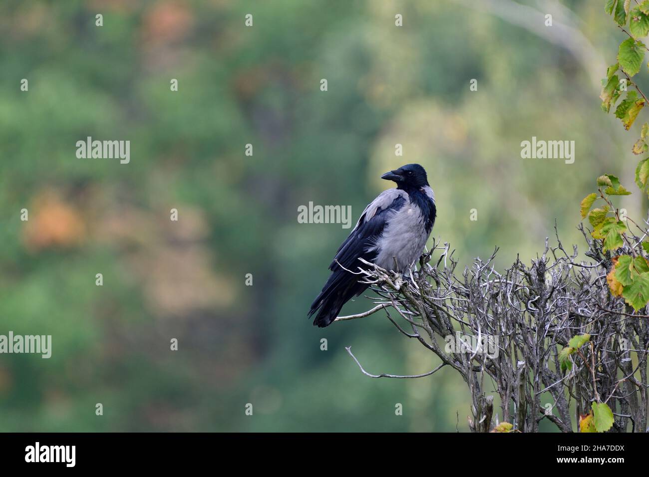 Wildlife in Vienna-Vienna Central Cemetery. Crow (Corvus Stock Photo ...