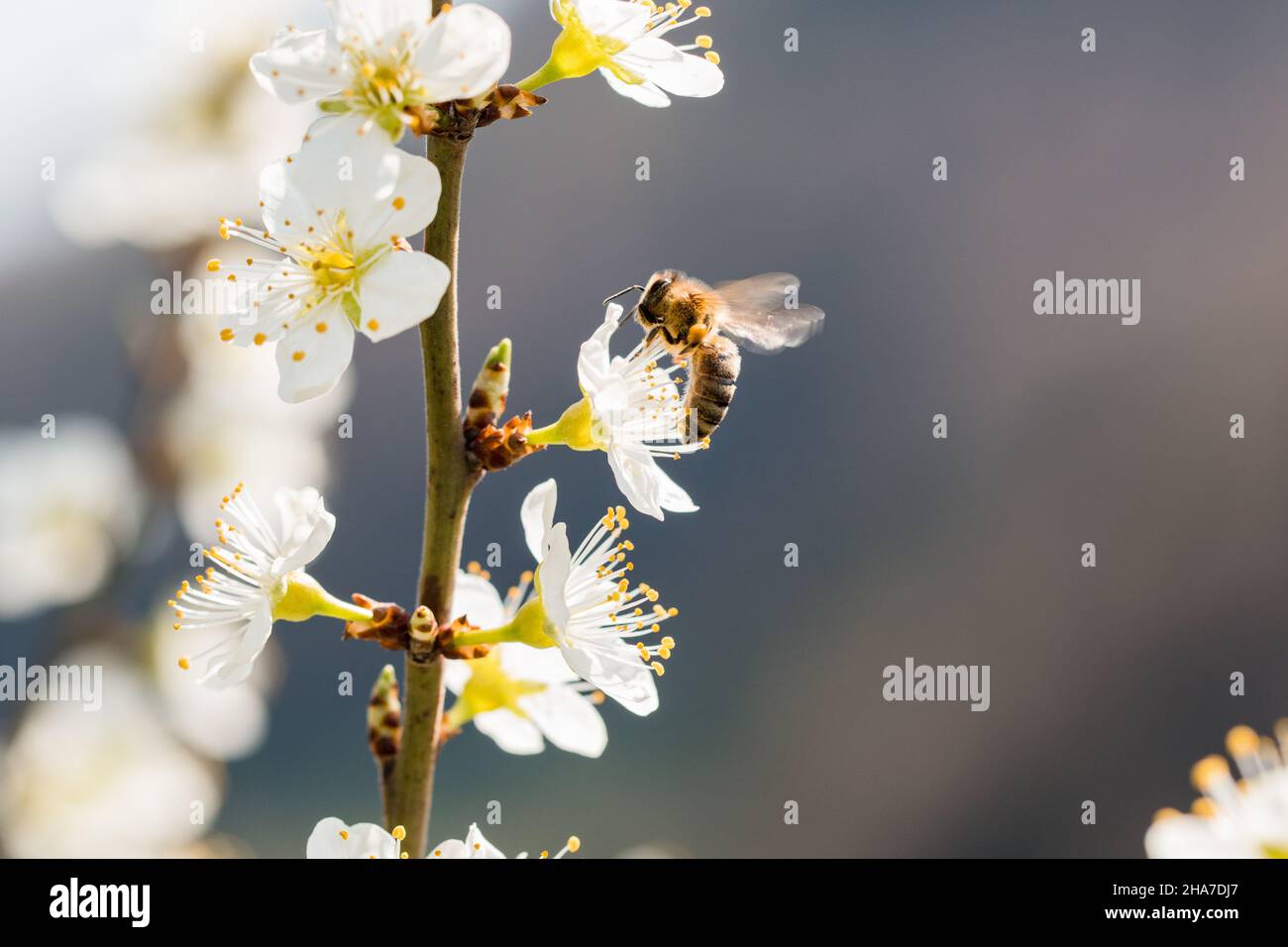Closeup shot of a bee on a blooming tree in a garden Stock Photo - Alamy