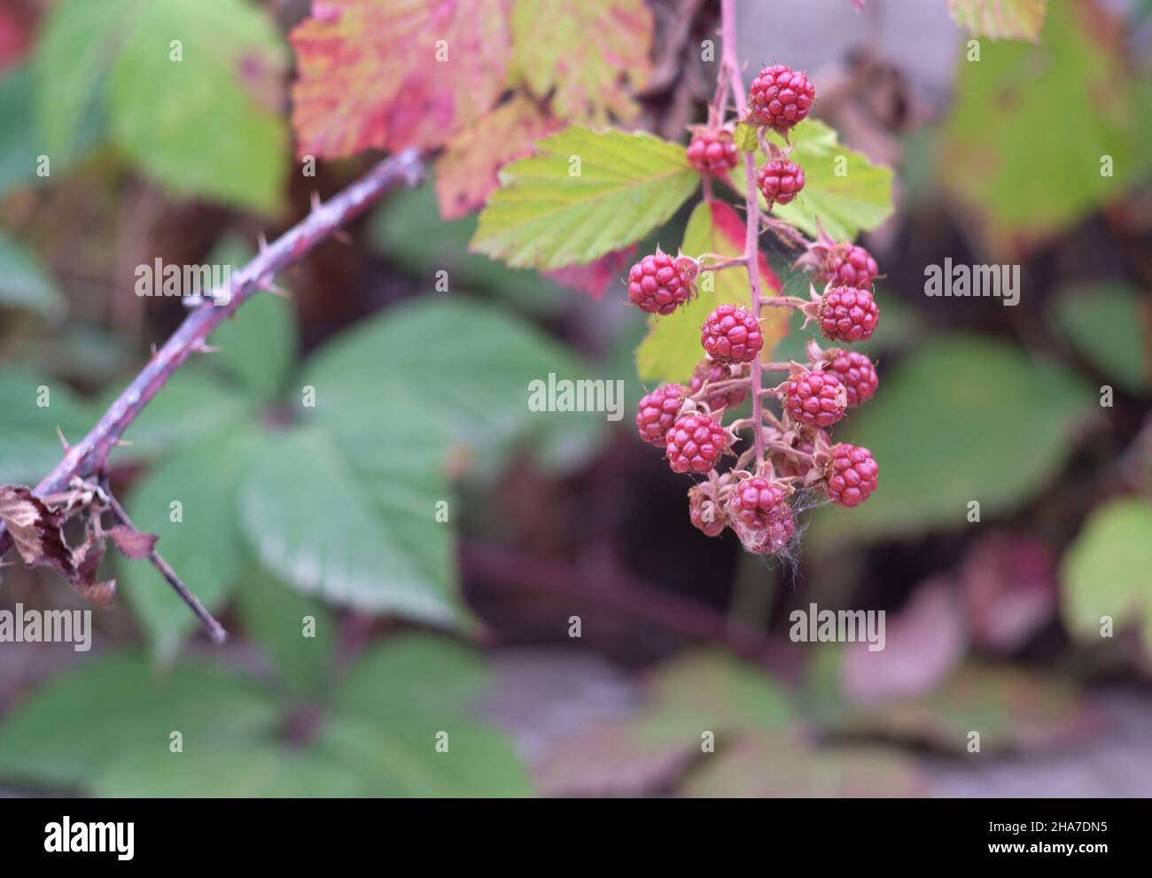 Davit bek lake hi-res stock photography and images - Alamy