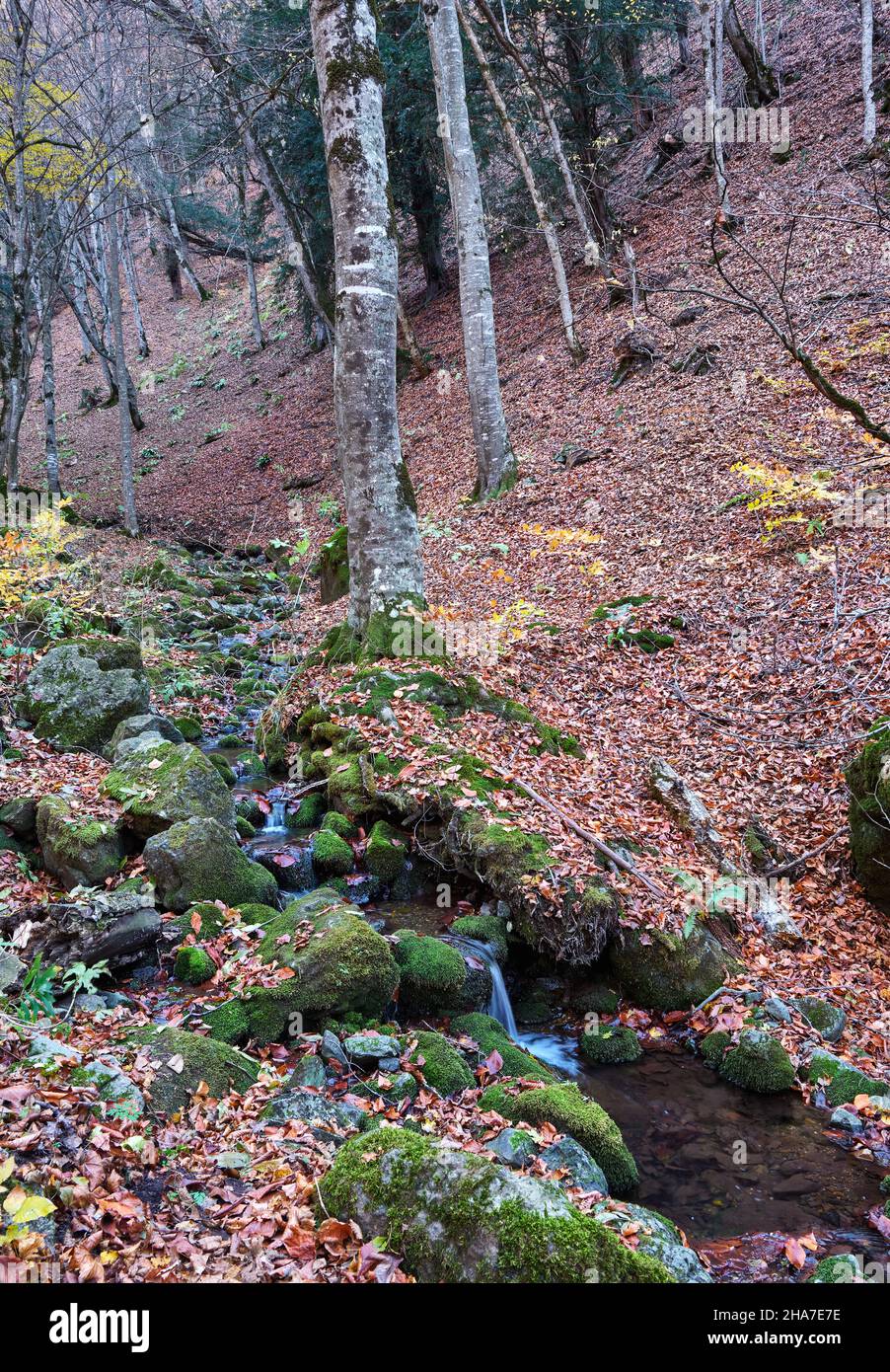 Magical stream surrounded by mossy rocks and a carpet of foliage in red ...