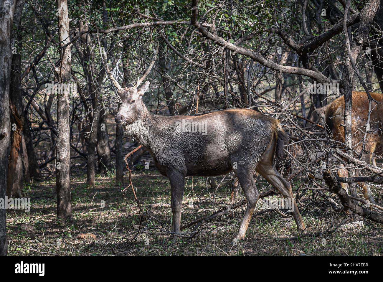 Sambar Deer in the forest of Ranthambore Stock Photo - Alamy