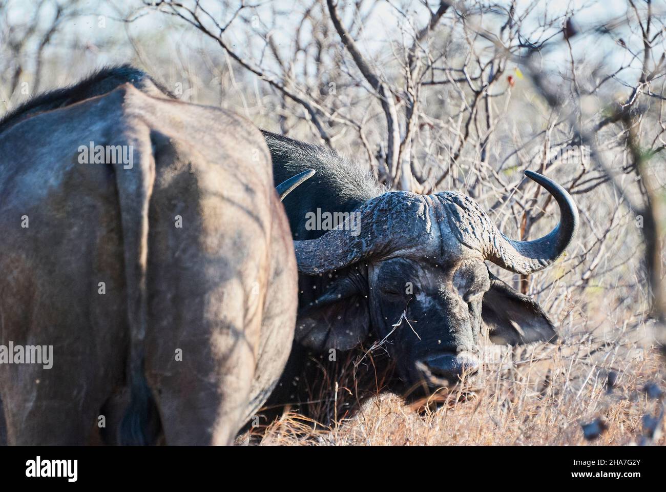 Big african cape buffalo bull standing in the bush Stock Photo - Alamy