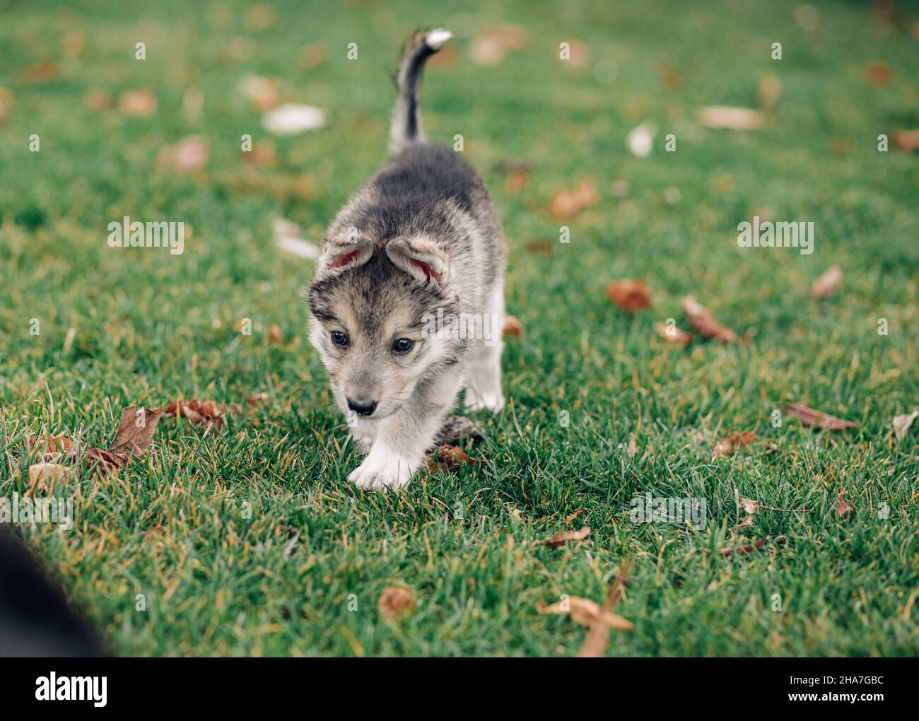 Small wolf-like puppy is walking on the green grass on the lawn Stock ...