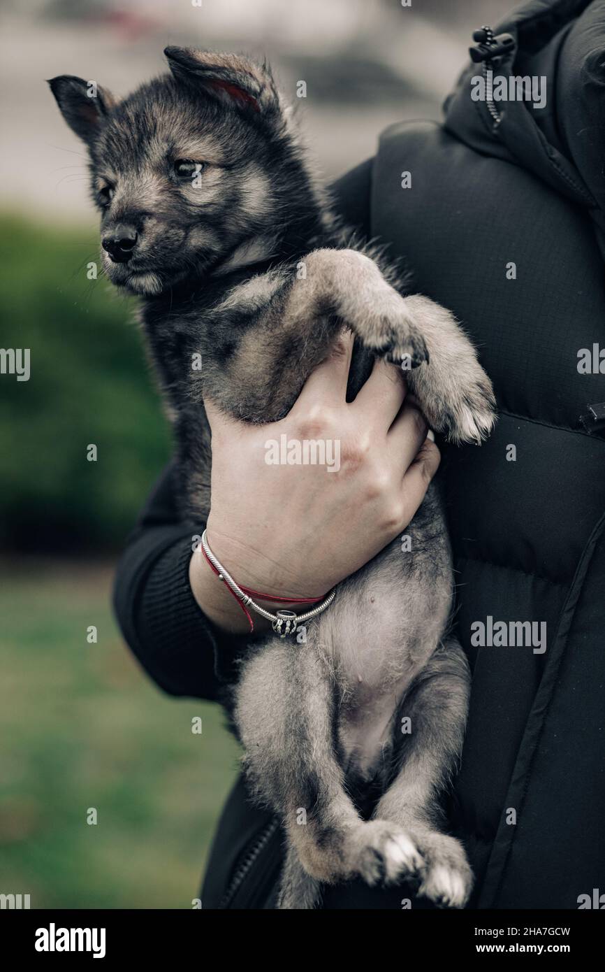 Woman holds and carries small wolf-like puppy in her arms Stock Photo ...