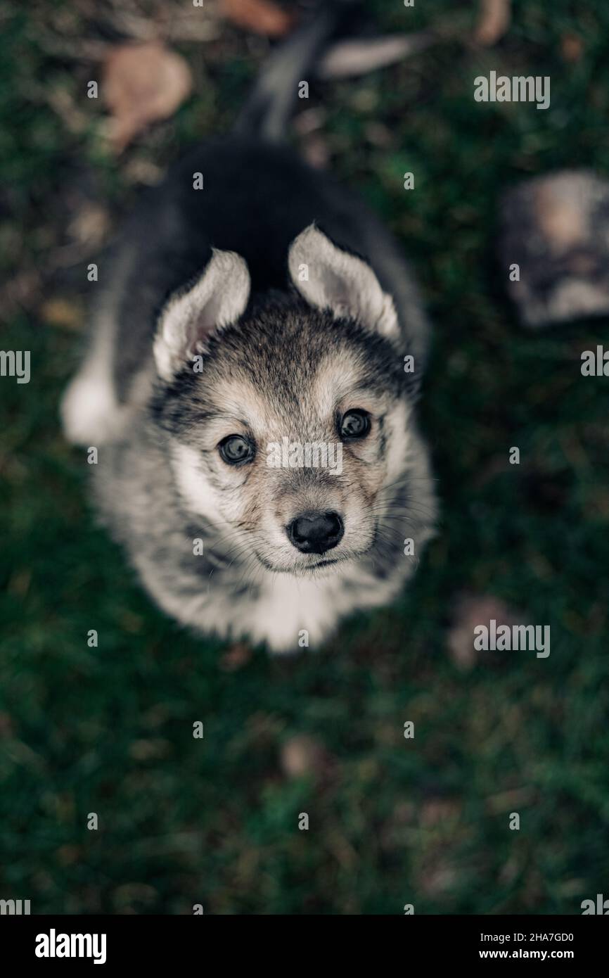 Real Cute Baby Wolves