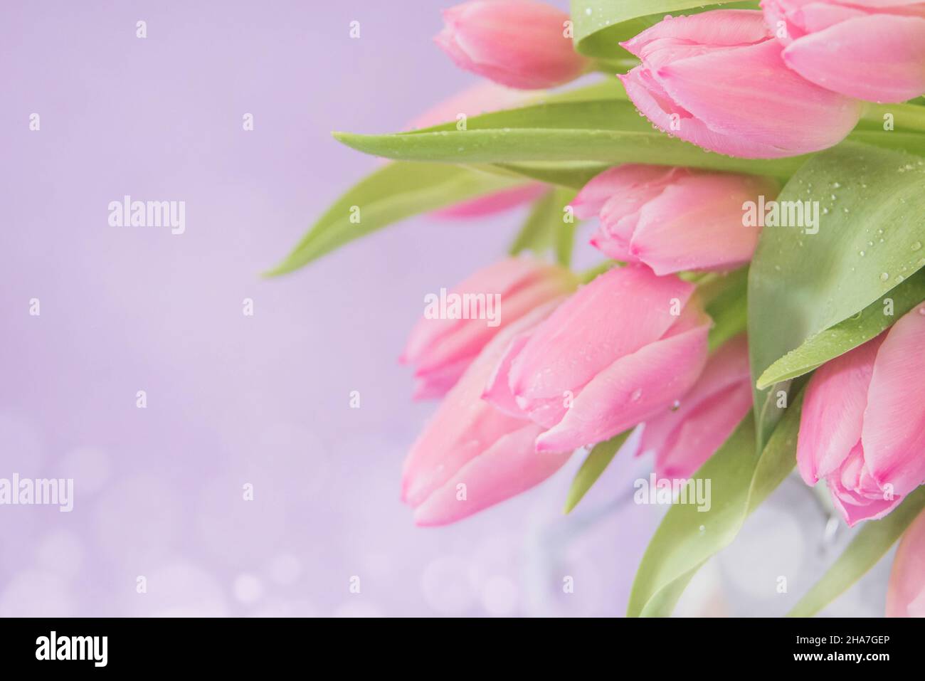 Spring background with tulips. Card for Mothers day, 8 March, Easter ...