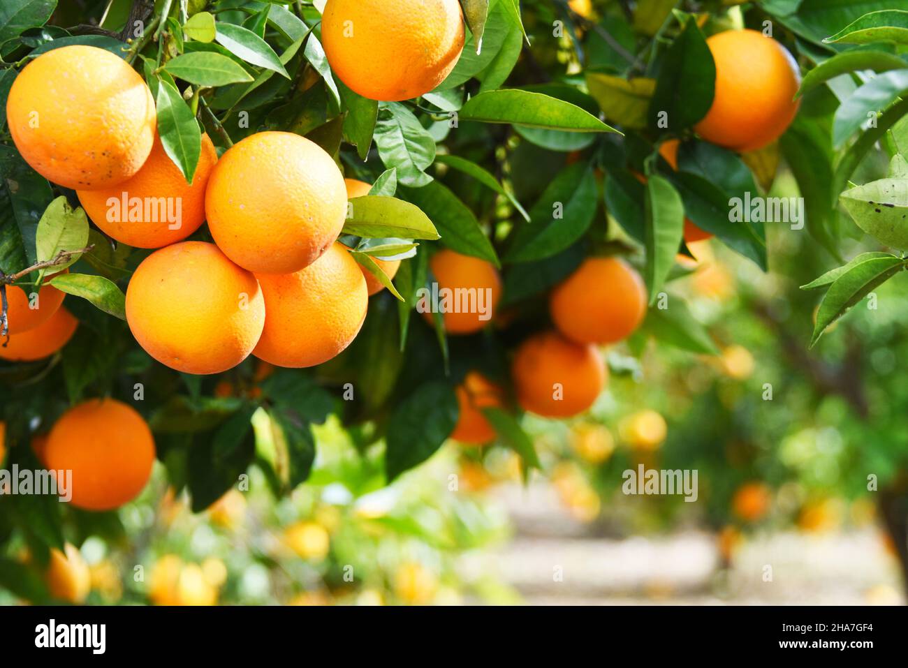 Summer background. Lemon garden Stock Photo - Alamy