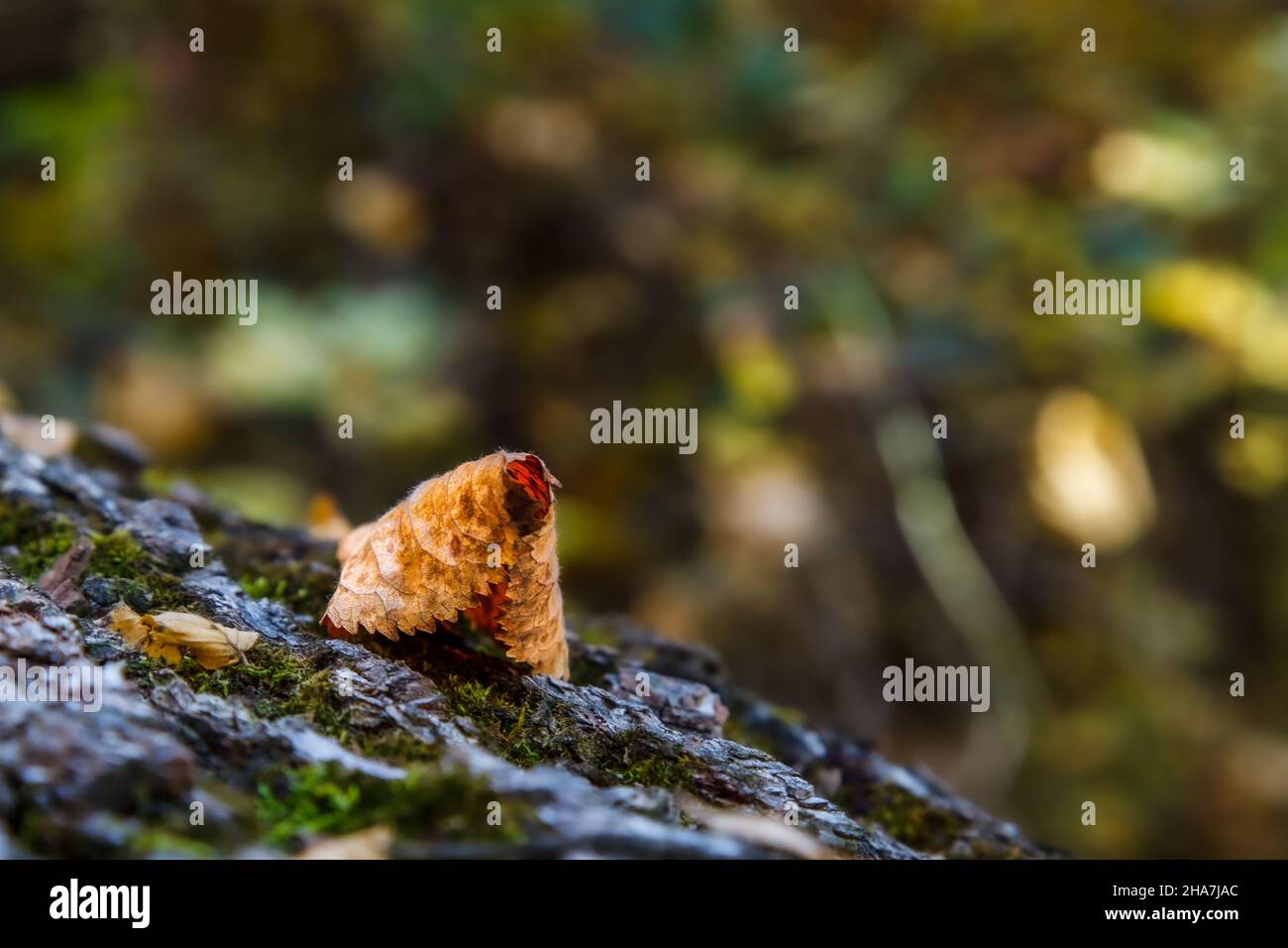 Dry fallen leaf on a stone Stock Photo - Alamy