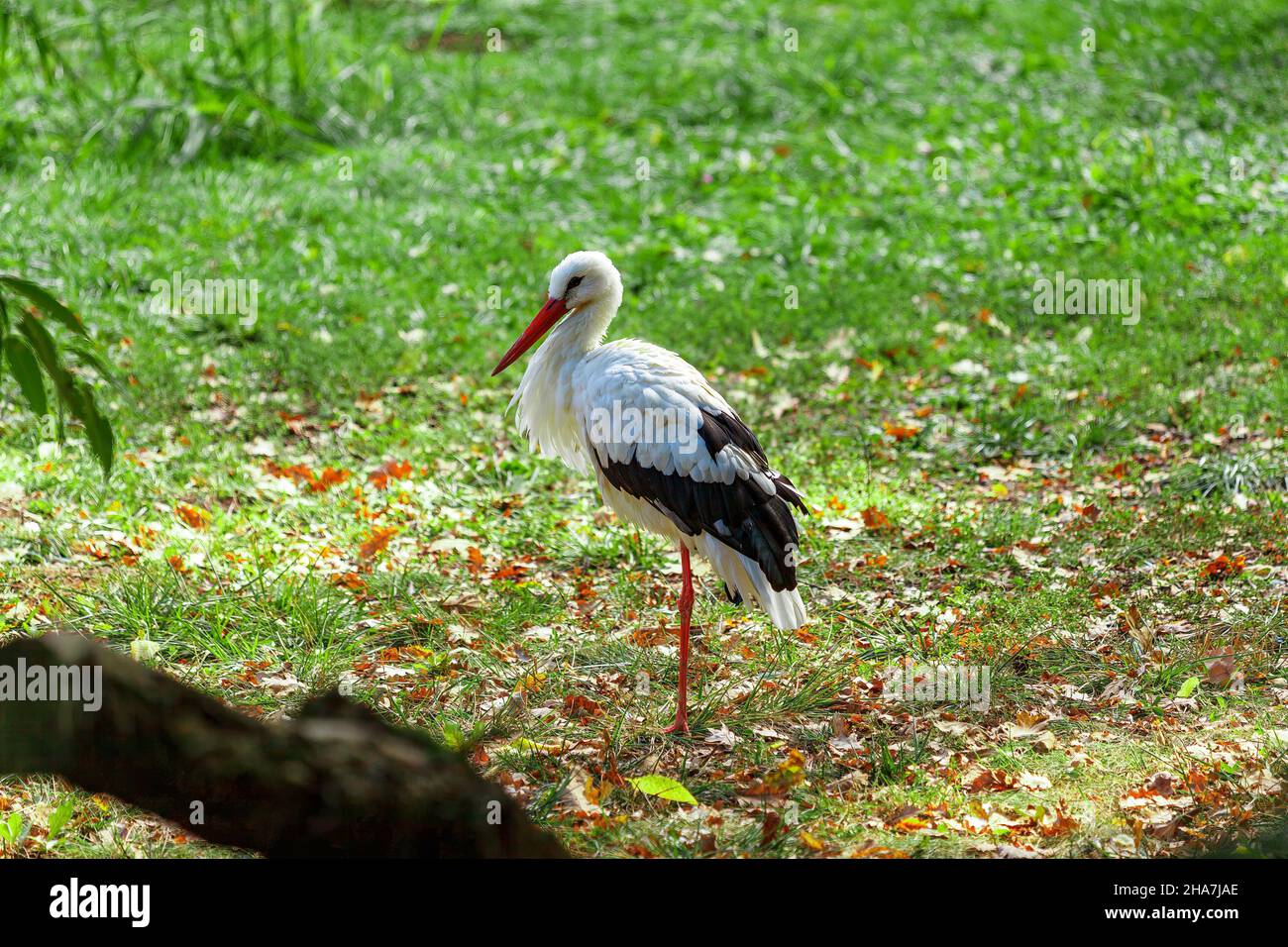 Selective white stork in hi-res stock photography and images - Alamy