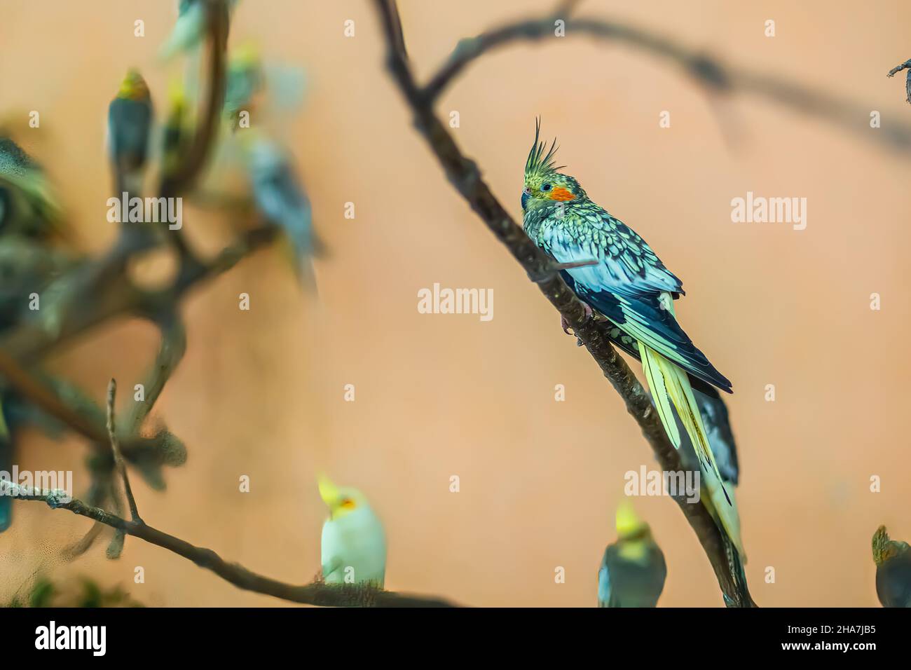 Selective of blue Karella parrot on a branch Stock Photo - Alamy
