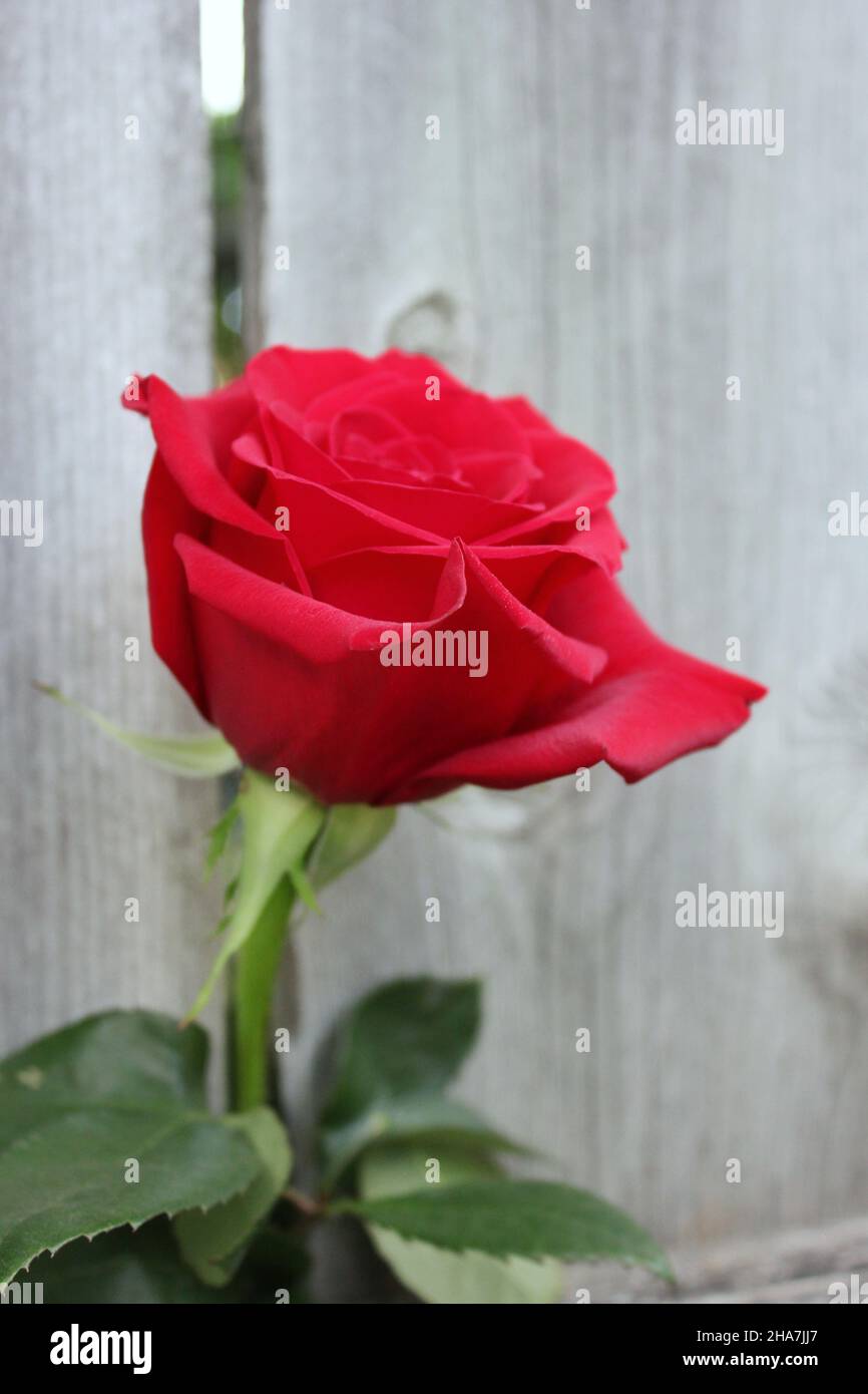 Beautiful stunning bright red rose in the garden under the bright sun ...