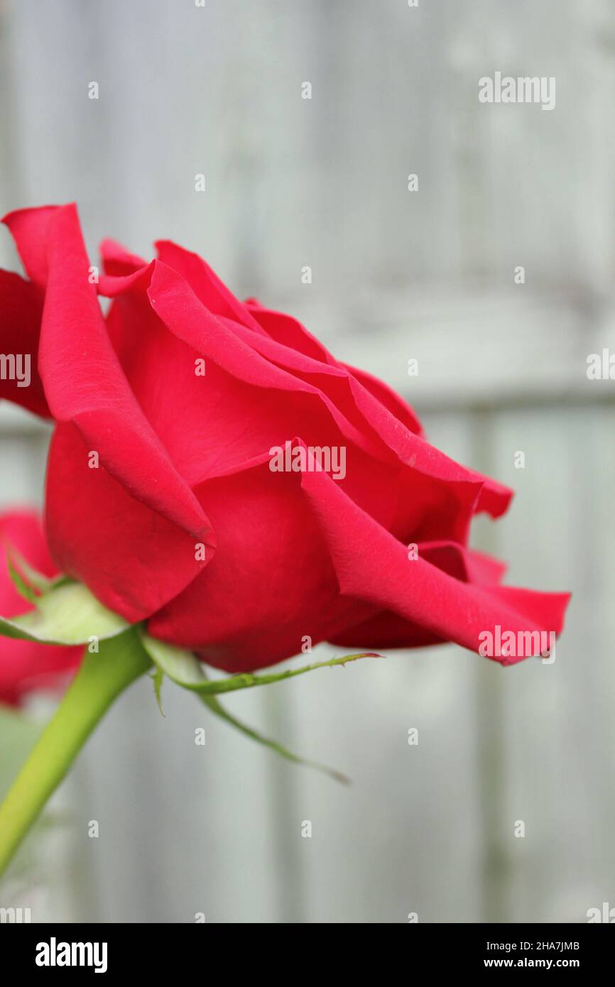 Beautiful stunning bright red rose in the garden under the bright sun ...