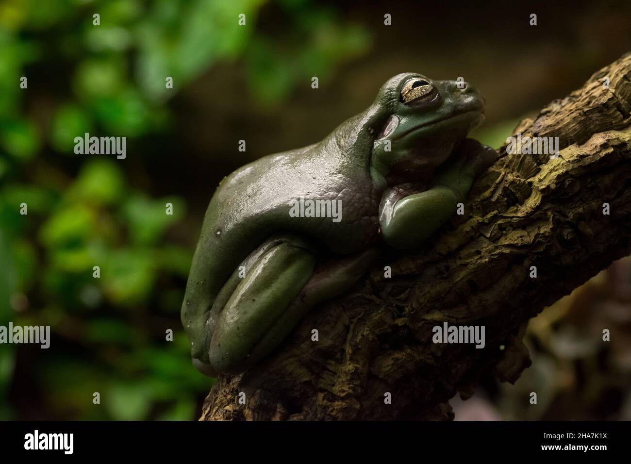 Selective focus of a Dominican tree frog on wood in the forest Stock ...