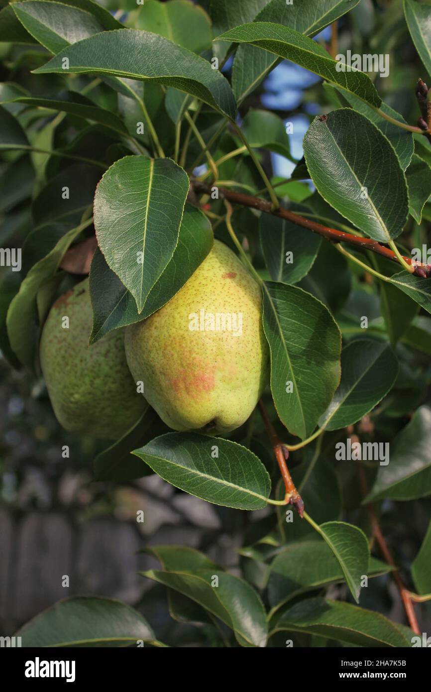 Vibrant green pears hanging hi-res stock photography and images - Alamy