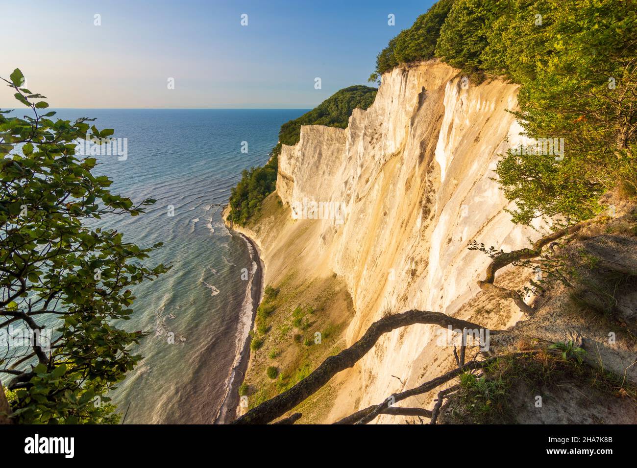 Vordingborg: Moens Klint chalk cliffs, Baltic Sea, beech trees, in ...