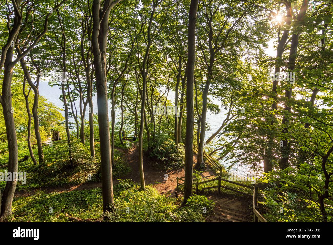 Vordingborg: way on top of Moens Klint chalk cliffs, beech trees, in ...