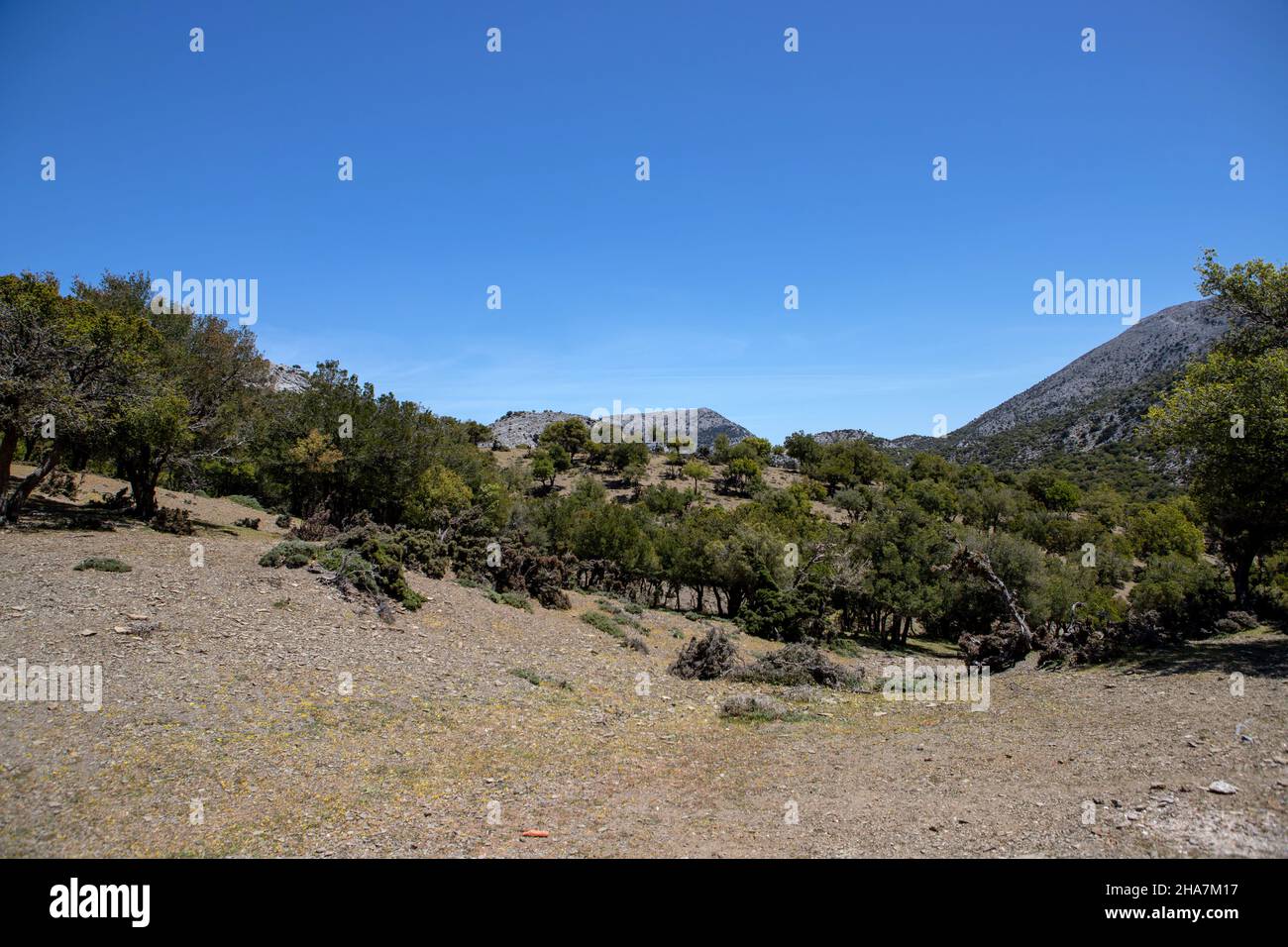 forest in Crete Stock Photo - Alamy