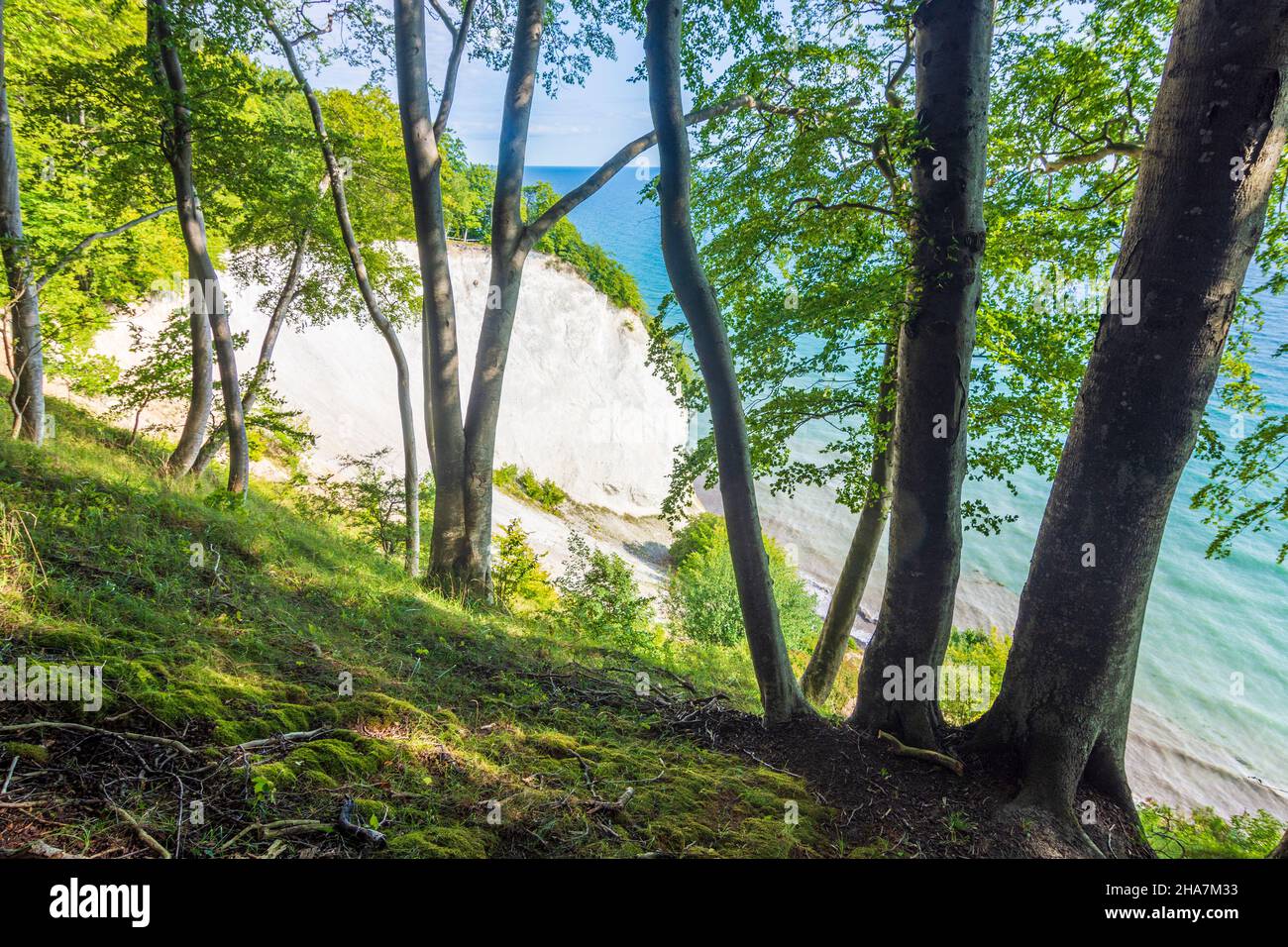 Vordingborg: Moens Klint chalk cliffs, Baltic Sea, beech trees, in ...