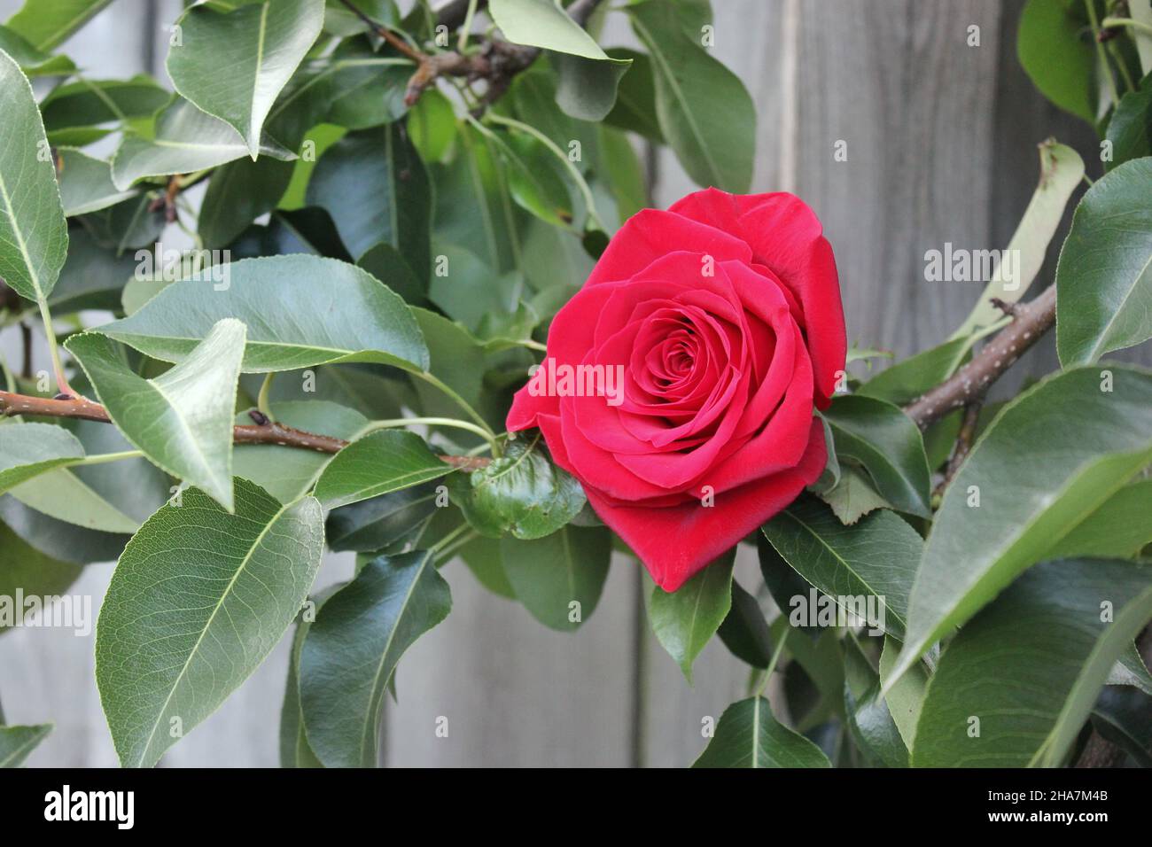 Beautiful stunning bright red rose in the garden under the bright sun ...