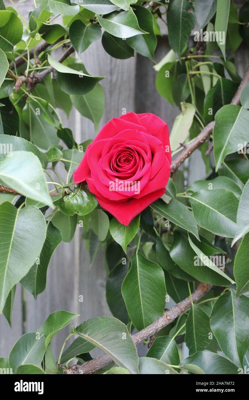 Beautiful stunning bright red rose in the garden under the bright sun ...