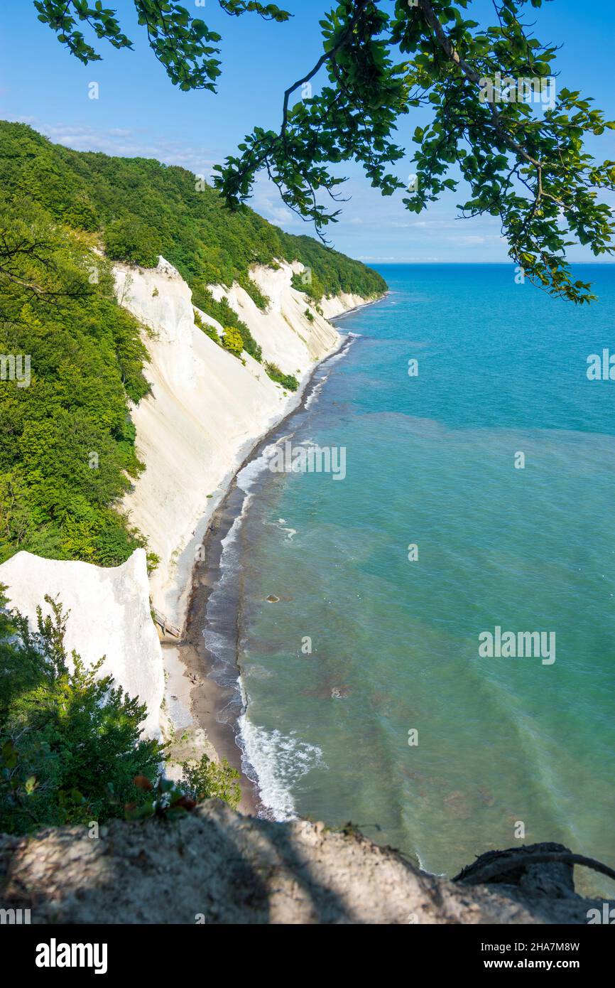 Vordingborg: Moens Klint chalk cliffs, Baltic Sea, beech trees, in ...