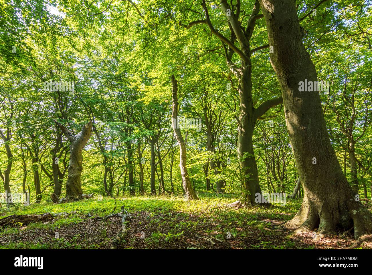 Vordingborg: Timmesoebjerg mound of castle is a Bronze Age castle ...