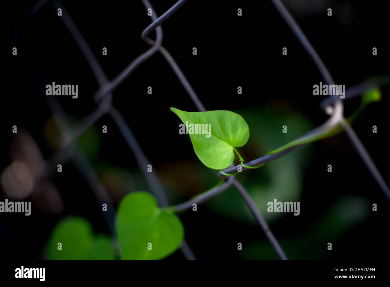 Black metallic compound hi-res stock photography and images - Alamy