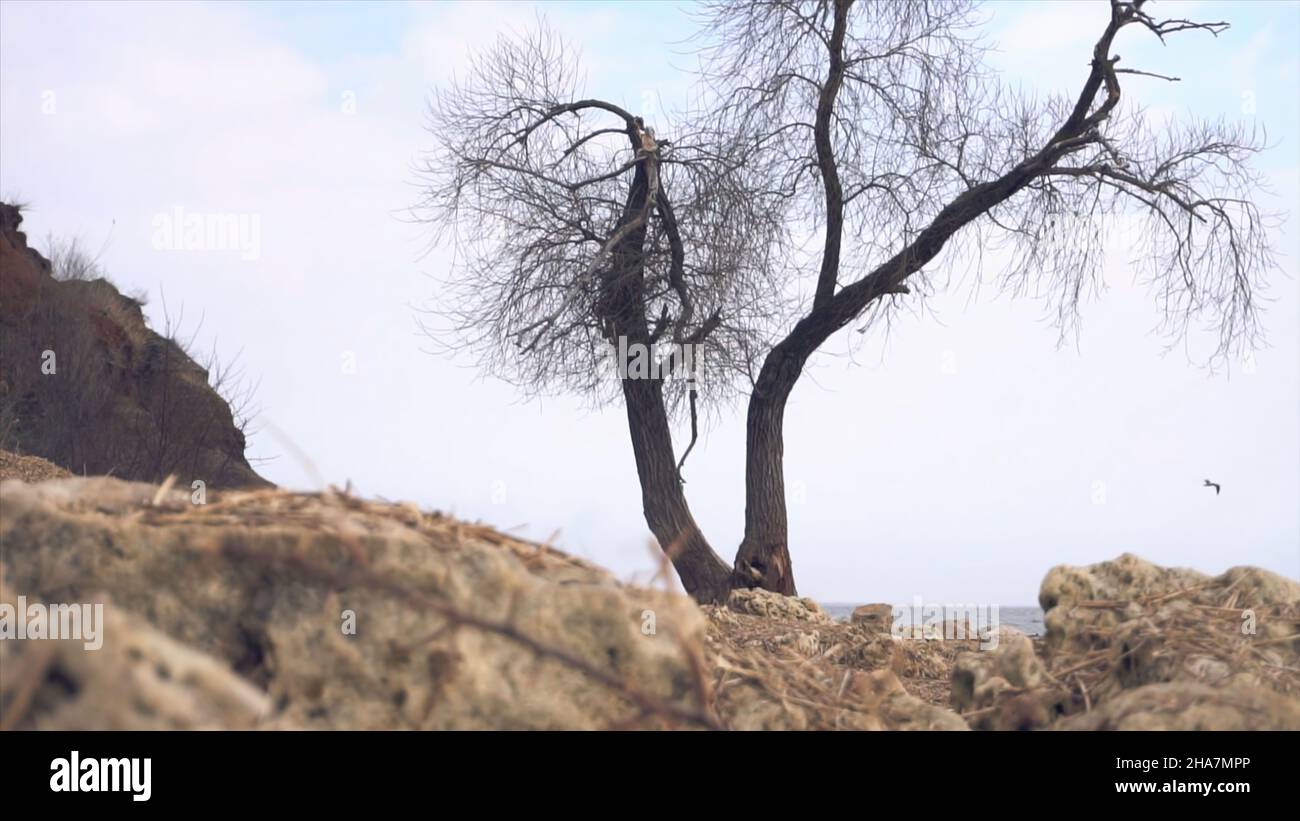 Lonely old tree by the sea. Footage. Lonely dry tree trunk on the beach ...