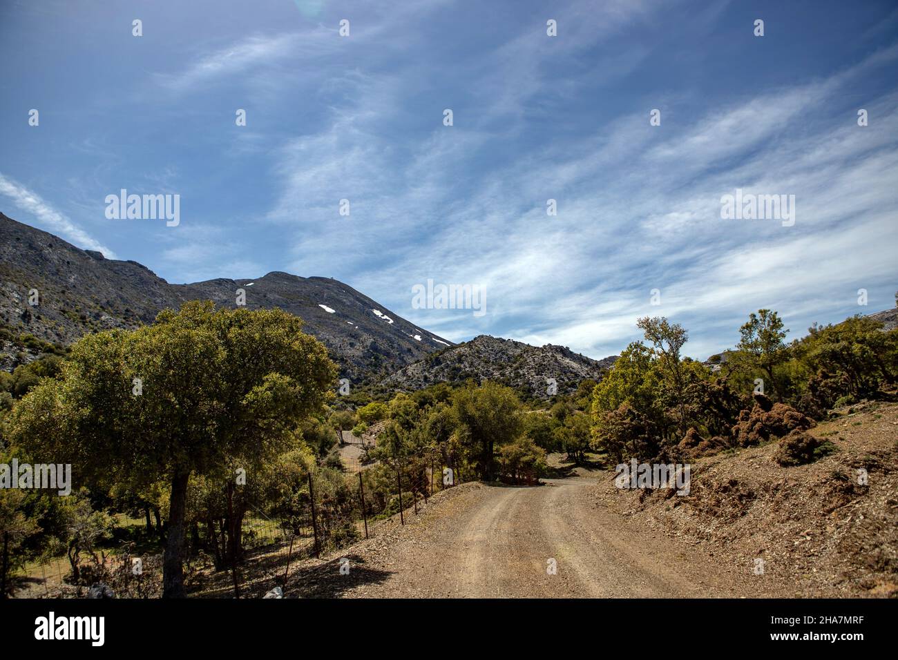 Driving through a forest in Crete Stock Photo - Alamy