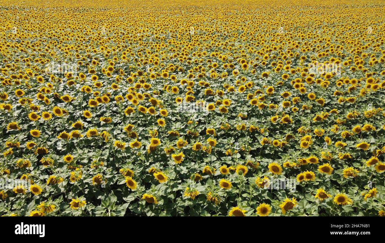 Sunflower field, top view. Sunflower plants bloom in a farmer's field ...