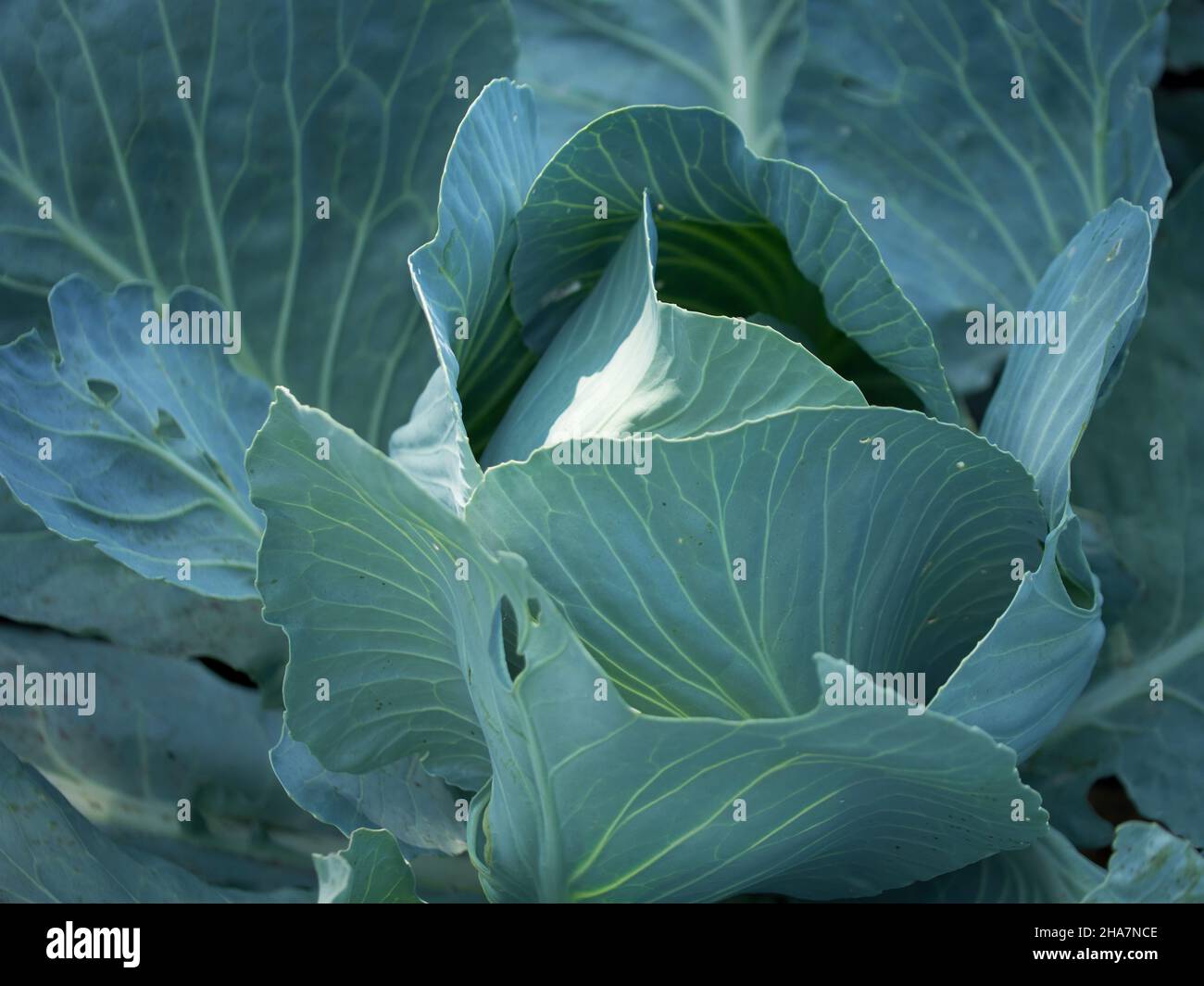 The head of a homegrown cabbage, close-up. Green cabbage leaves Stock ...
