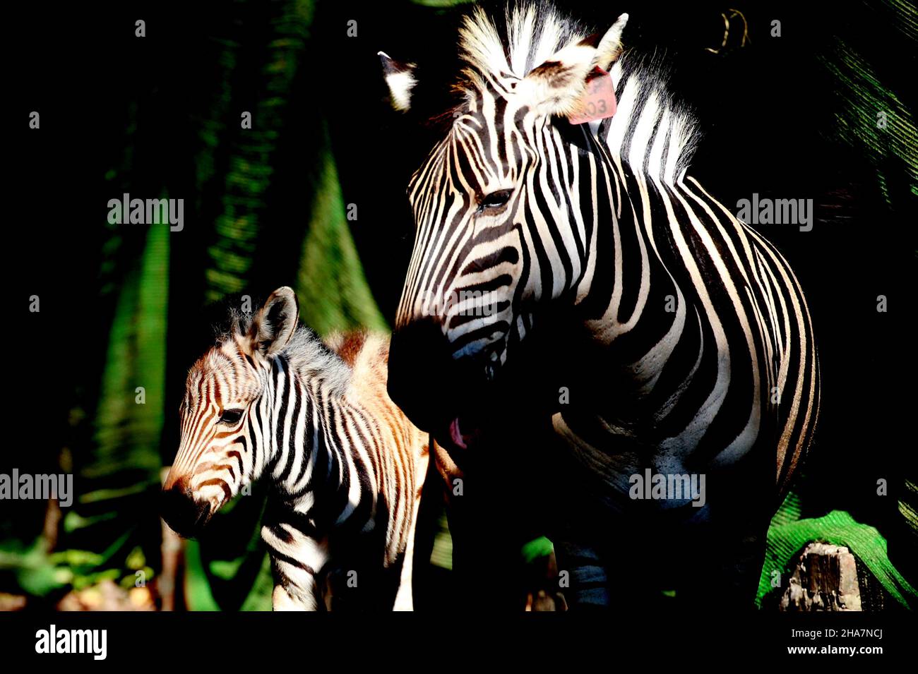 Yangon zoo hi-res stock photography and images - Alamy