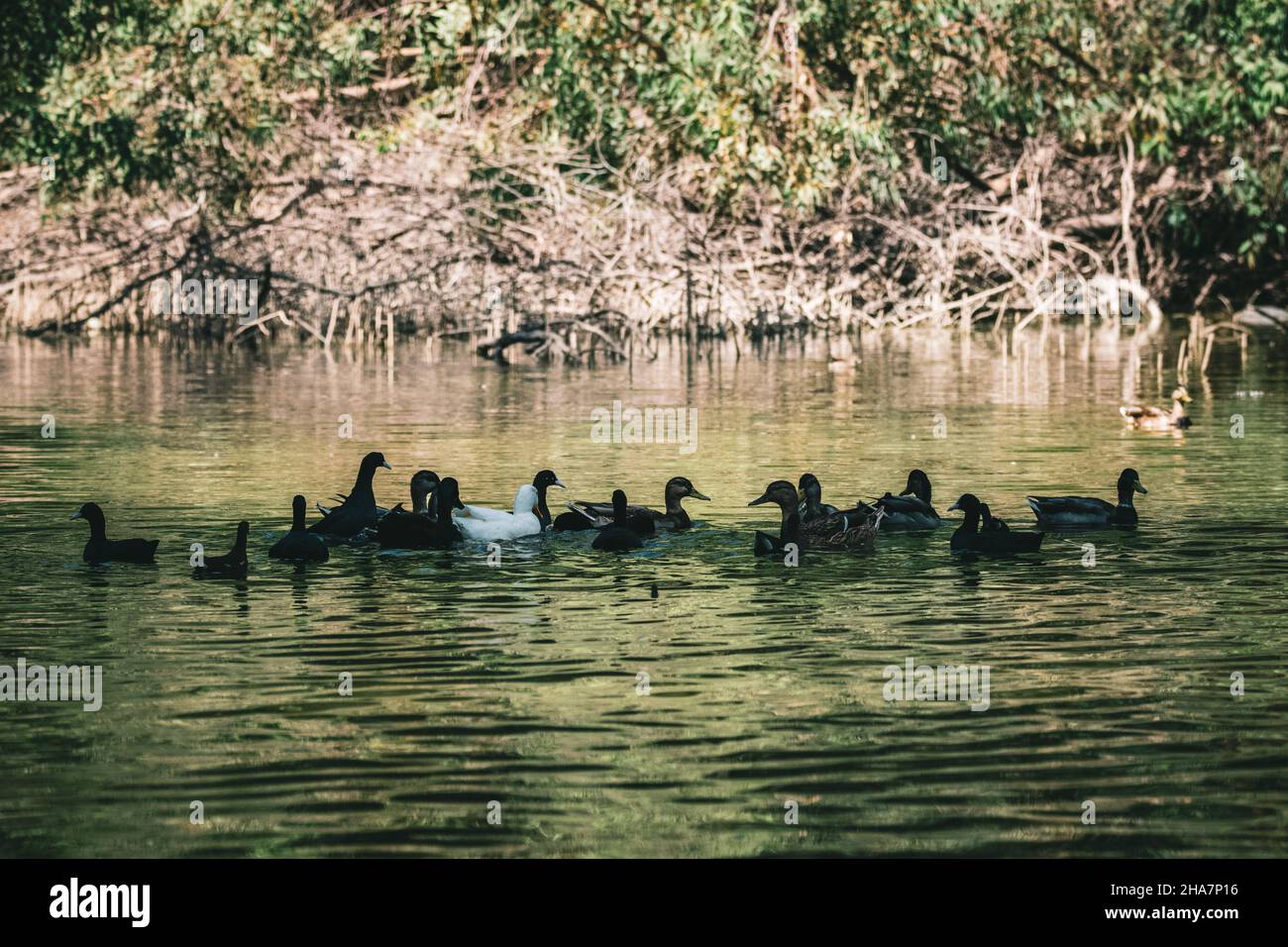 Beautiful view of ducks floating in the lake Stock Photo - Alamy