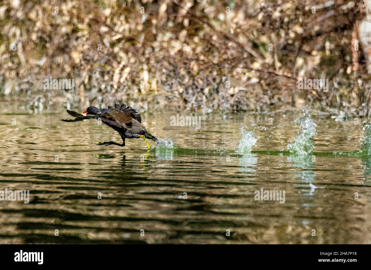 Beautiful view of a duck floating in the lake Stock Photo - Alamy