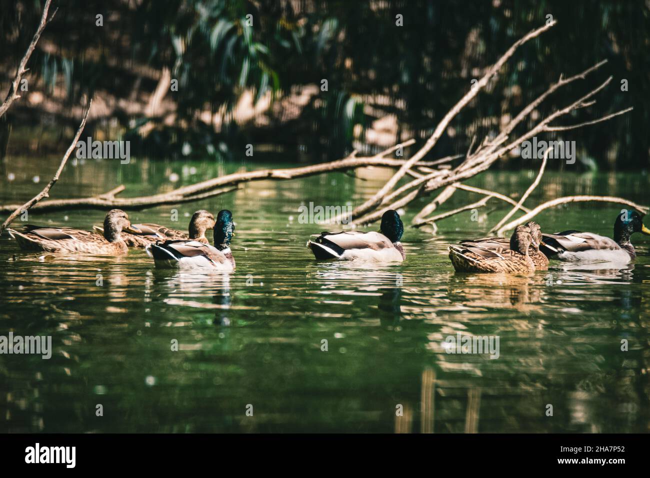 Beautiful view of ducks floating in the lake Stock Photo - Alamy