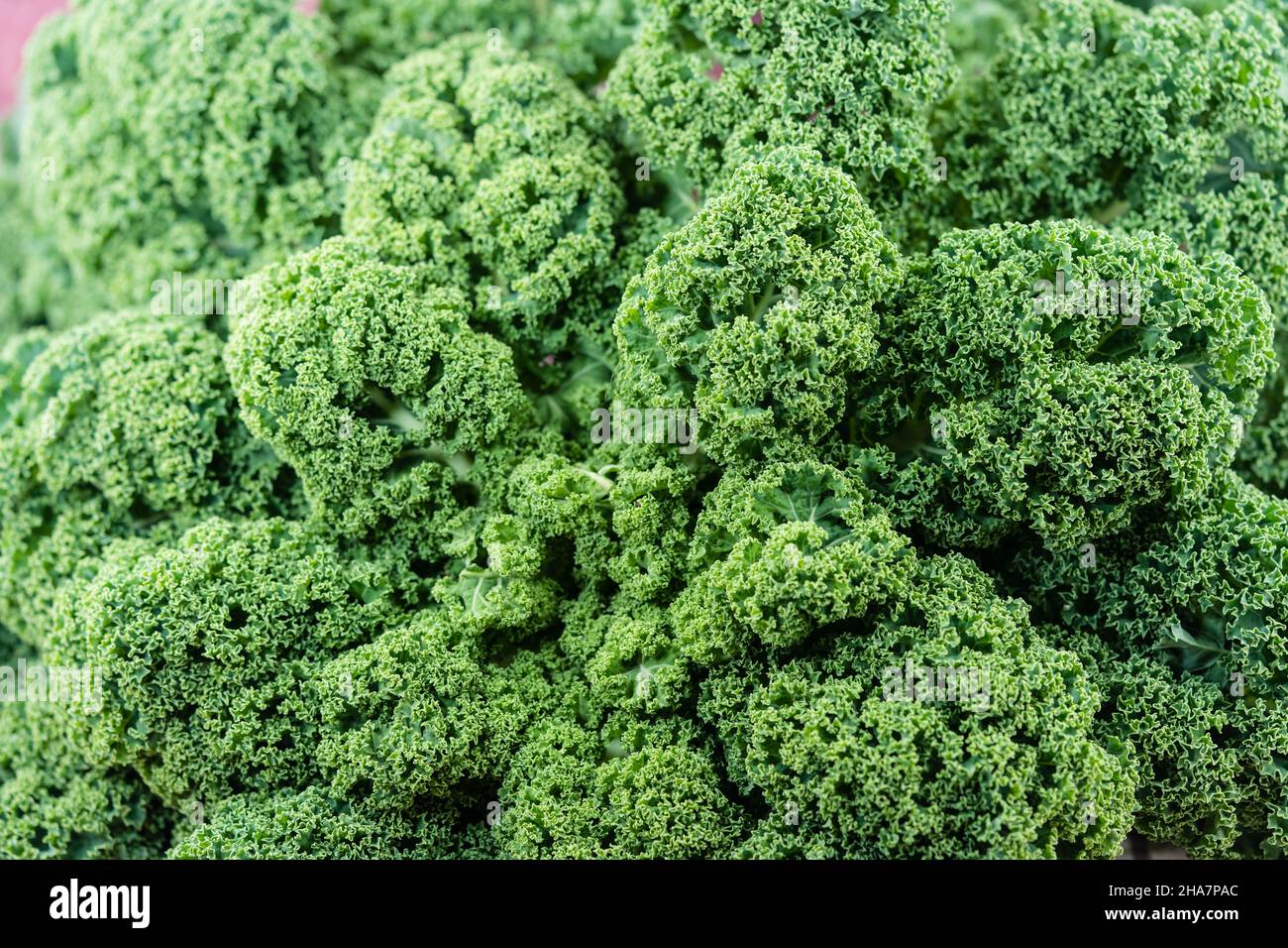 traditional northern german Food green curly Kale Stock Photo - Alamy