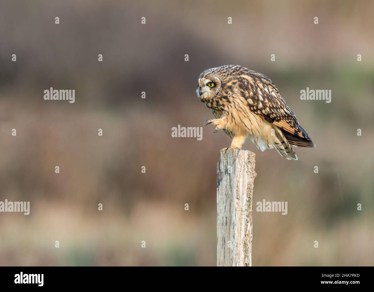 Owl talons hi-res stock photography and images - Alamy
