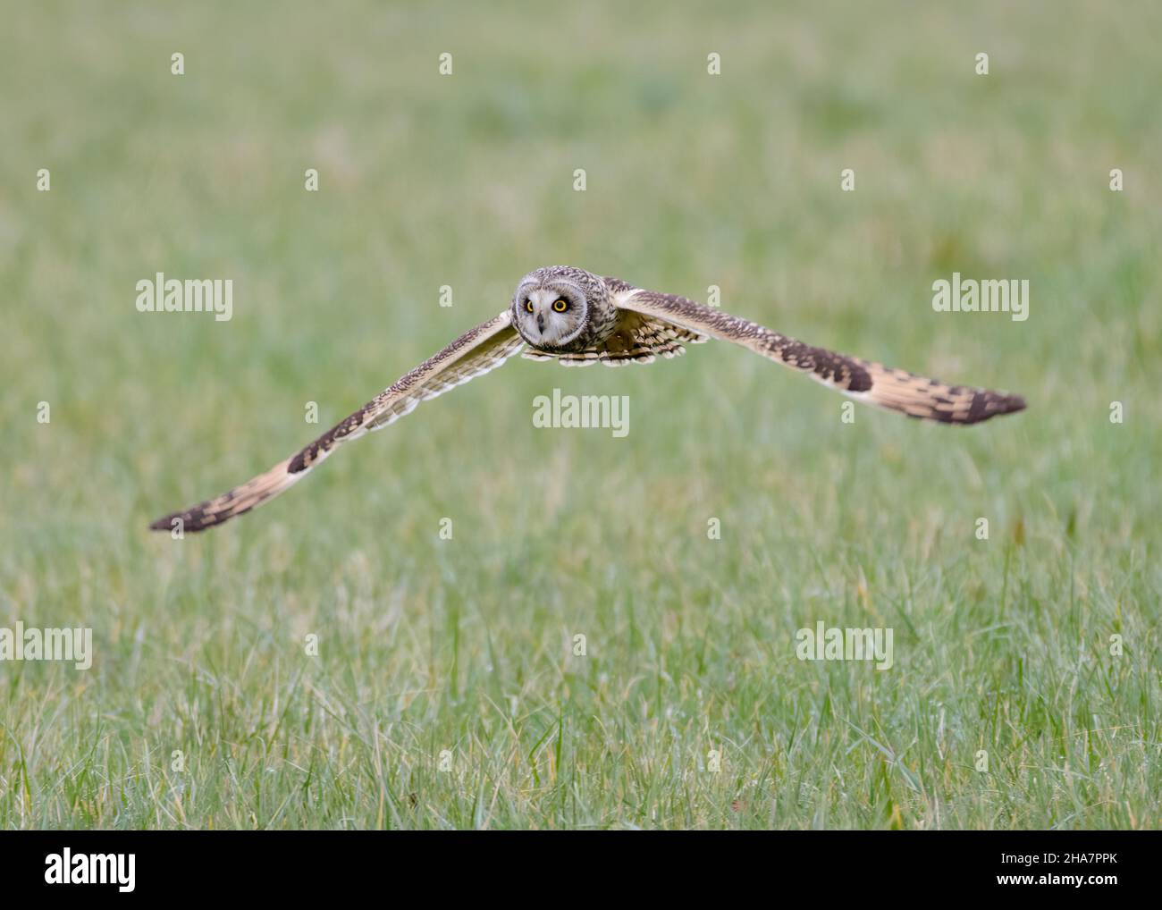 Short low flight hi-res stock photography and images - Alamy