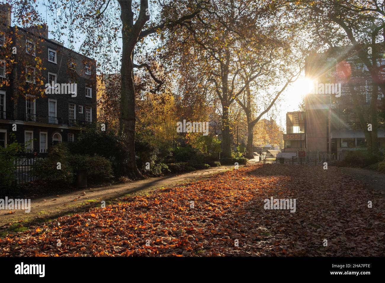 Square leaves hi-res stock photography and images - Alamy