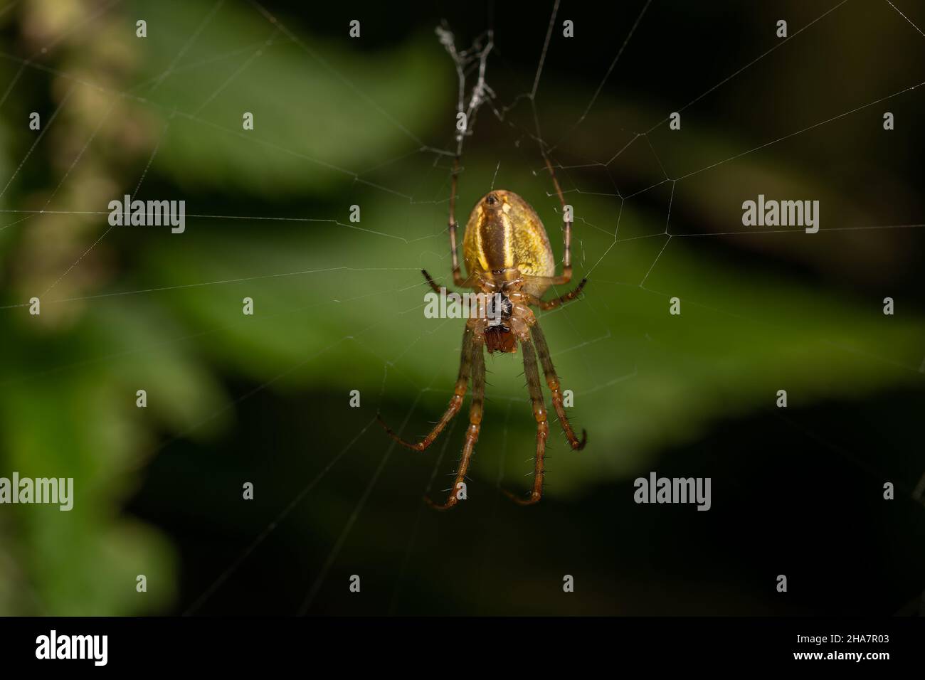Selective focus of a spider weave a web between the plants in the ...