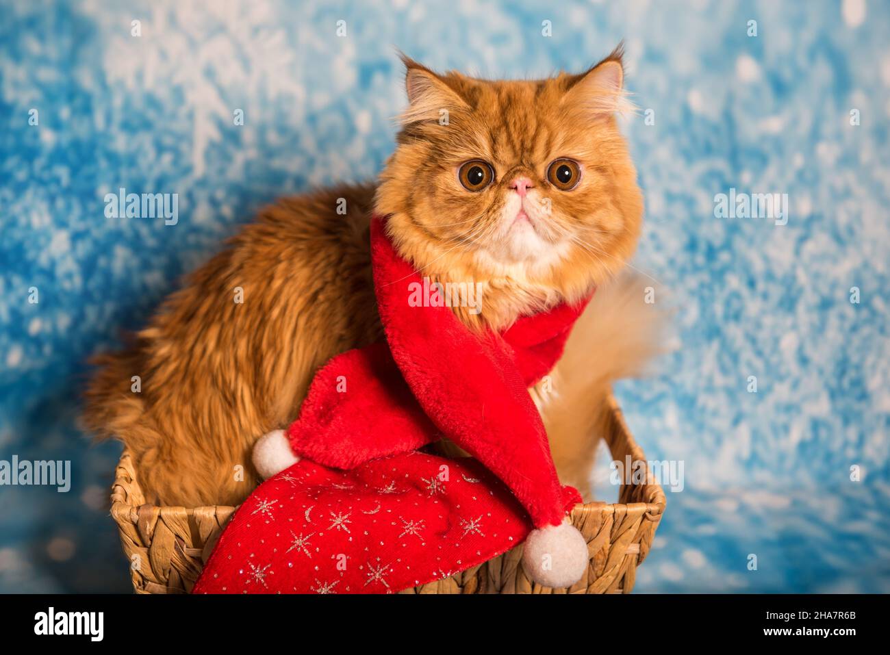 Red Persian cat in red Santa Claus scarf on a blue Christmas background ...